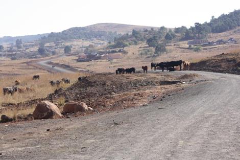 Nquthu Local Municipality - Nqutu. Projects, photos, reviews and more ...